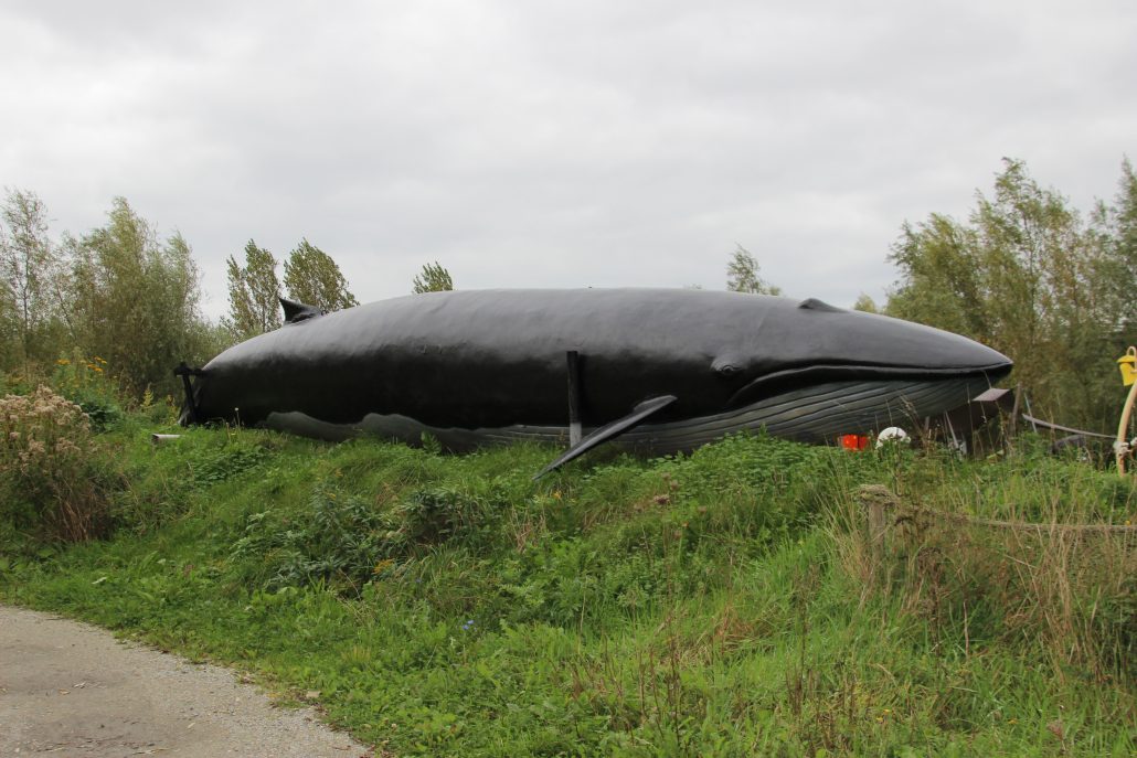 Baleen Whale ⋆ Historyland